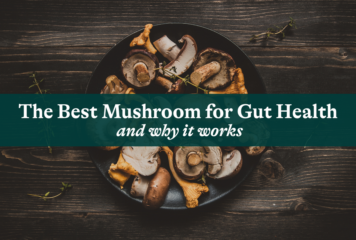 The Best Mushroom for Gut Health and Why It Works — Seeking Health