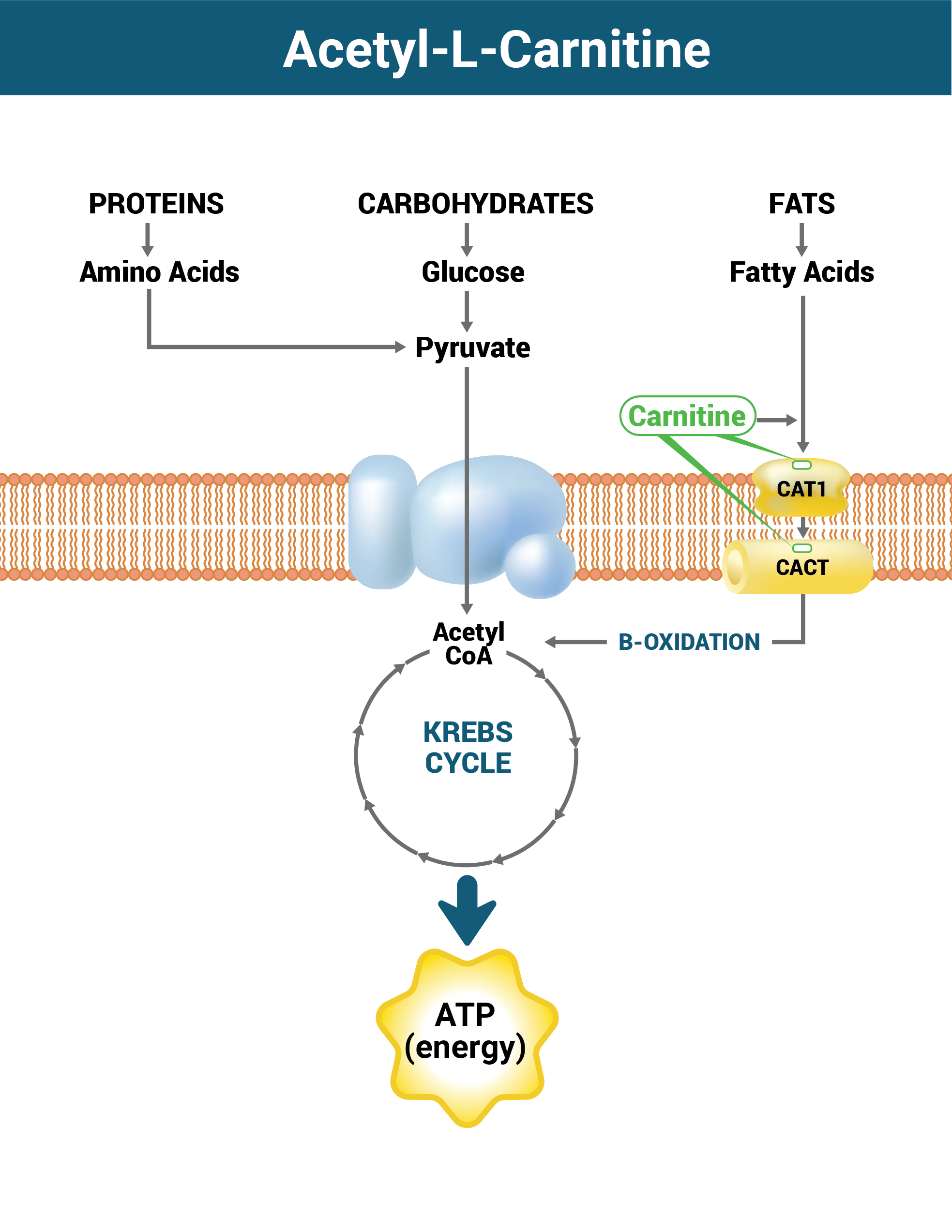 Acetyl-L-Carnitine | | SeekingHealth