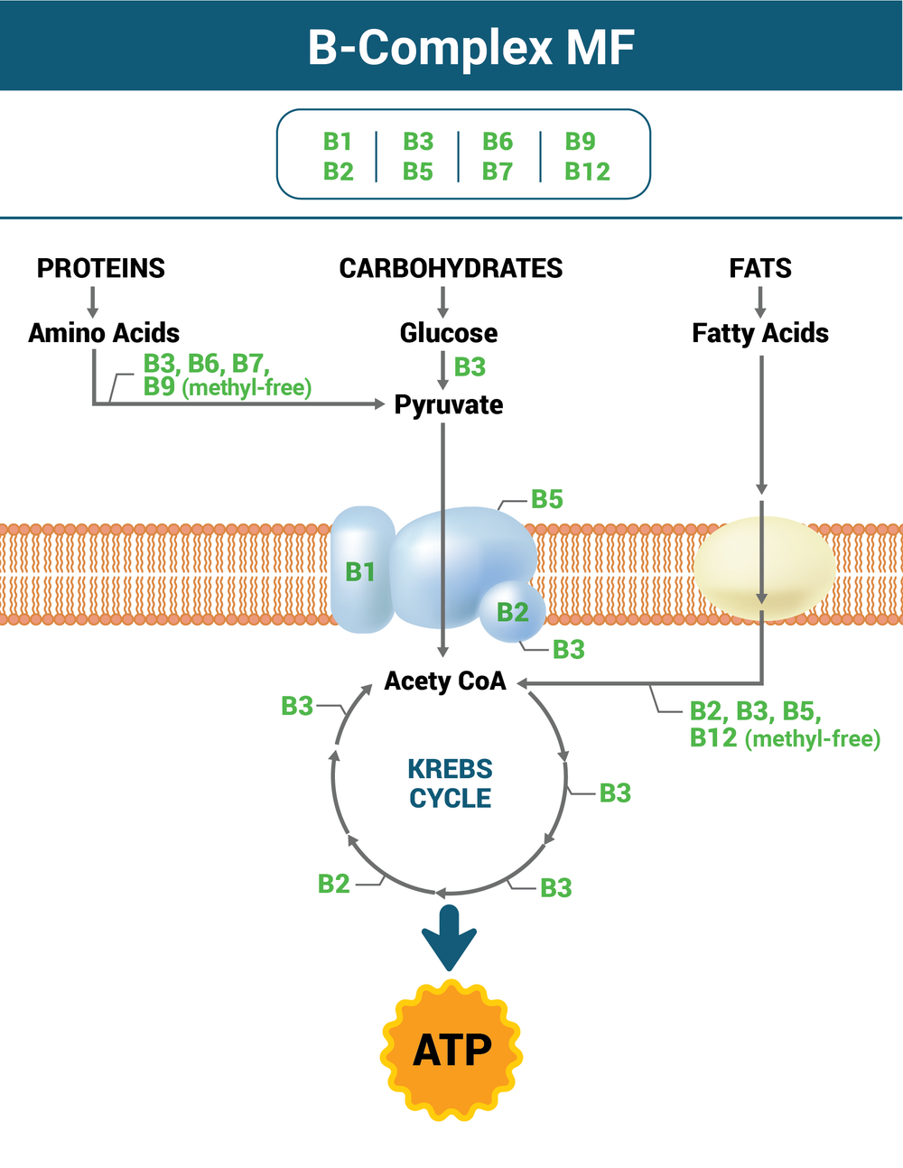 B Complex MF | | SeekingHealth