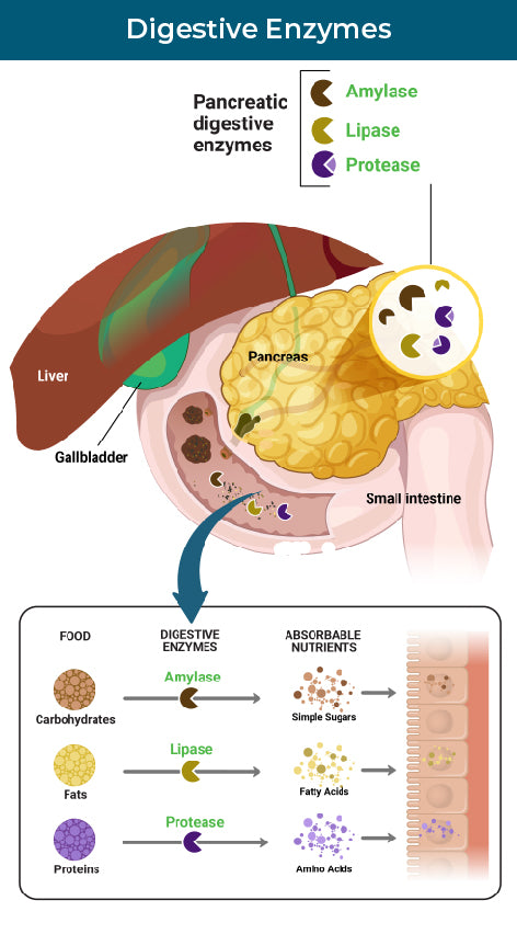 Digestive Enzymes Chewable | | SeekingHealth