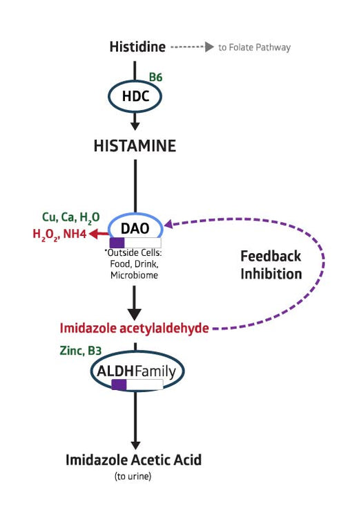 Low Histamine Probiotics | ProBiota HistaminX | Seeking Health
