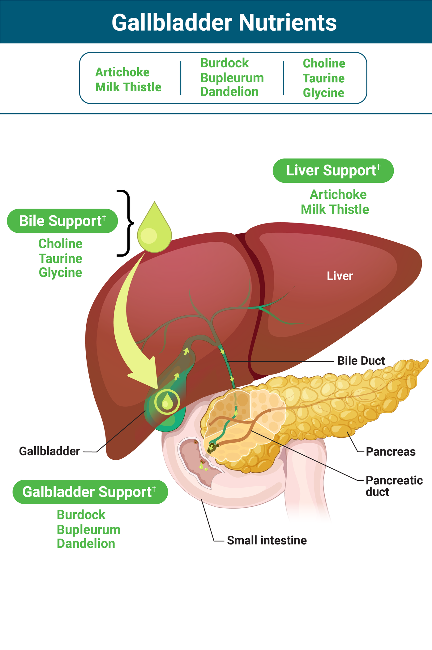 Gallbladder Supplements & Vitamins | Seeking Health
