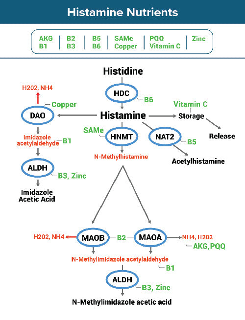 Histamine Nutrients - Formerly Histamine Block Plus | | SeekingHealth