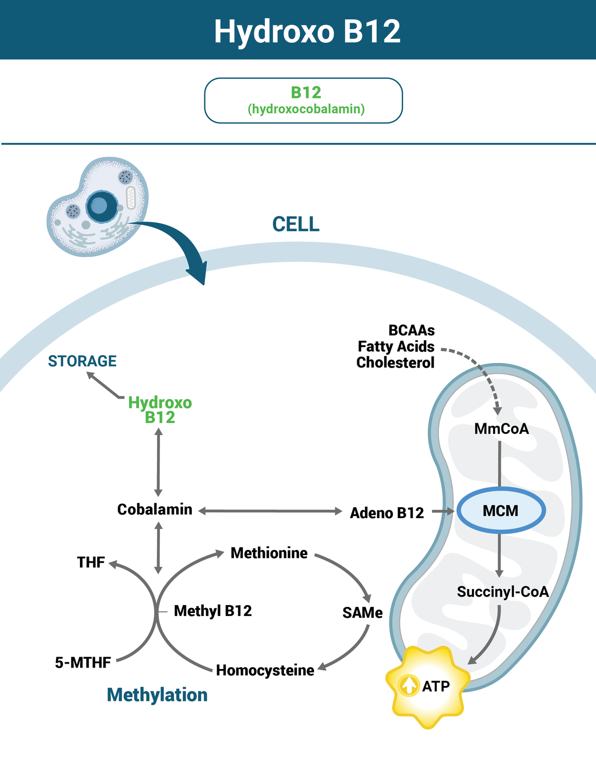 Hydroxo B12 | | SeekingHealth