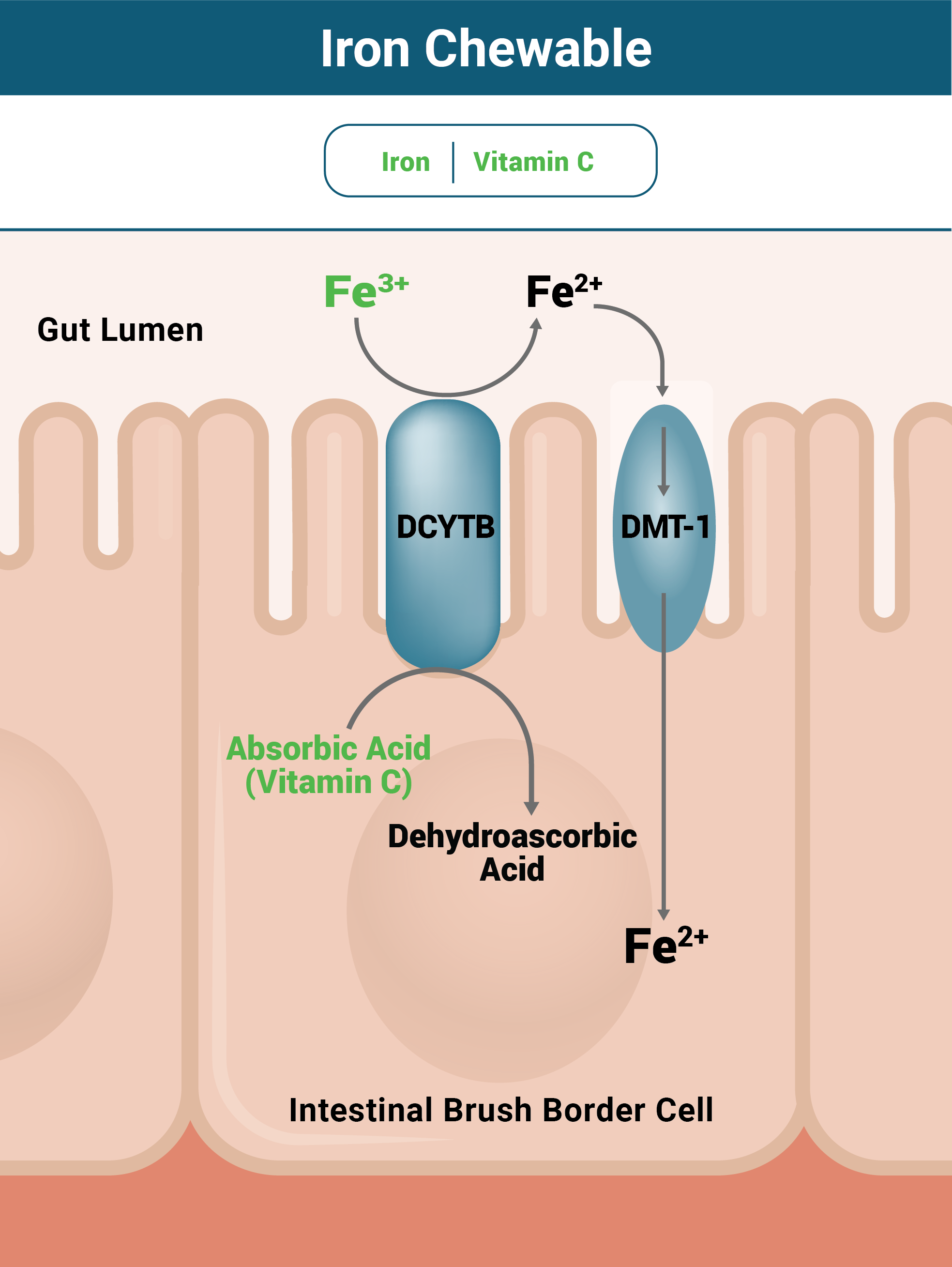 Iron Chewable | | SeekingHealth