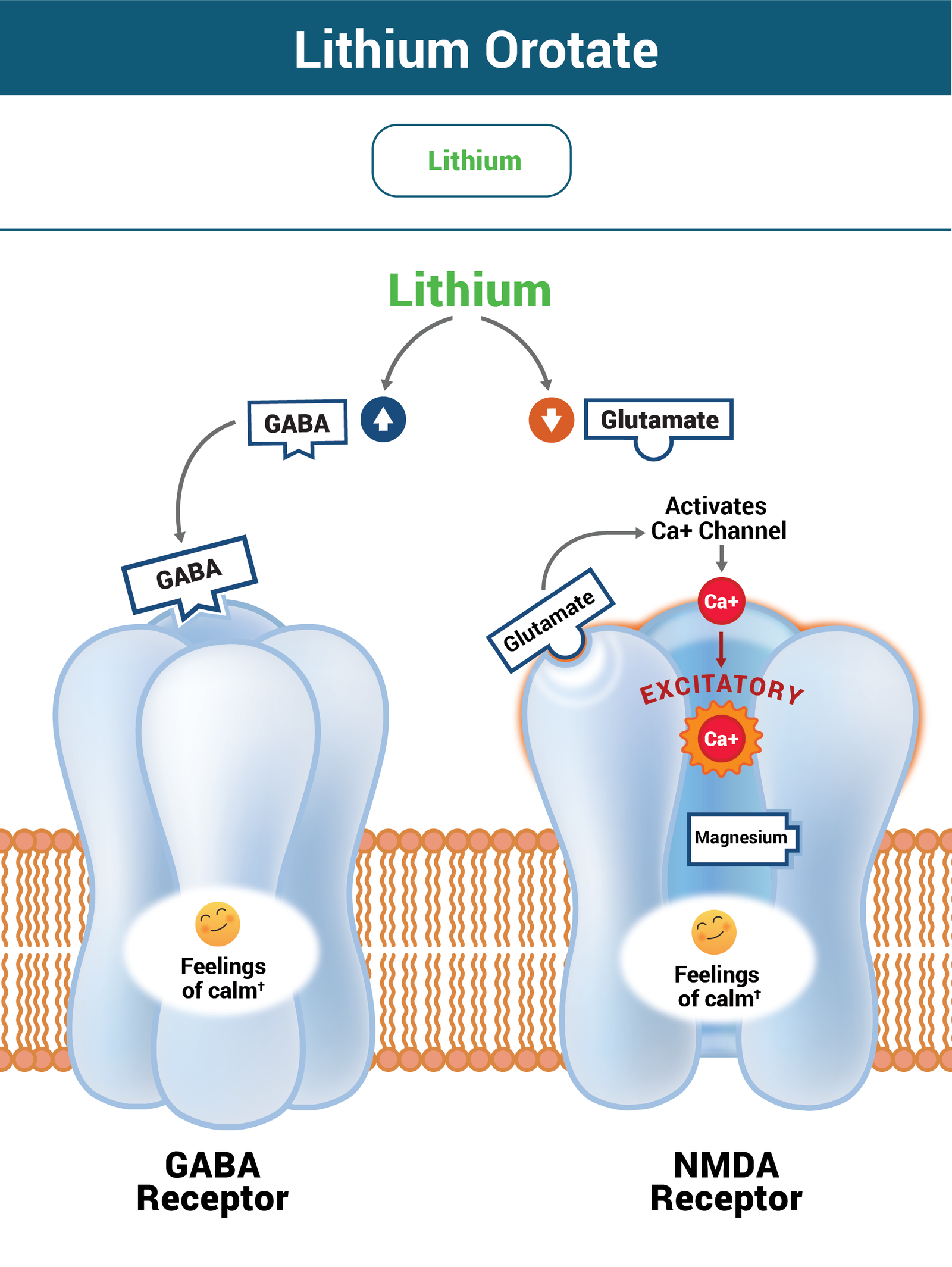 Lithium Orotate Capsules | Seeking Health