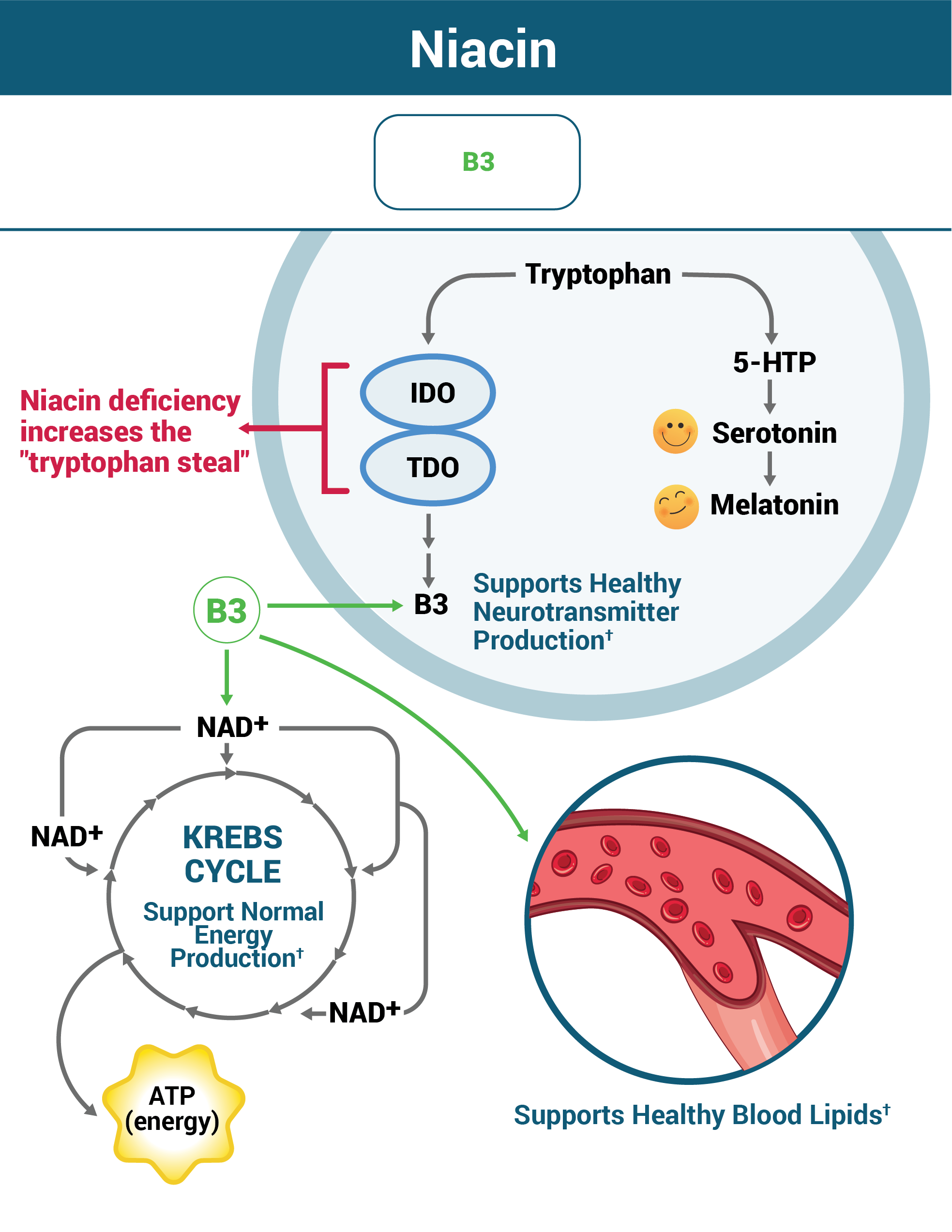 Niacin — Seeking Health