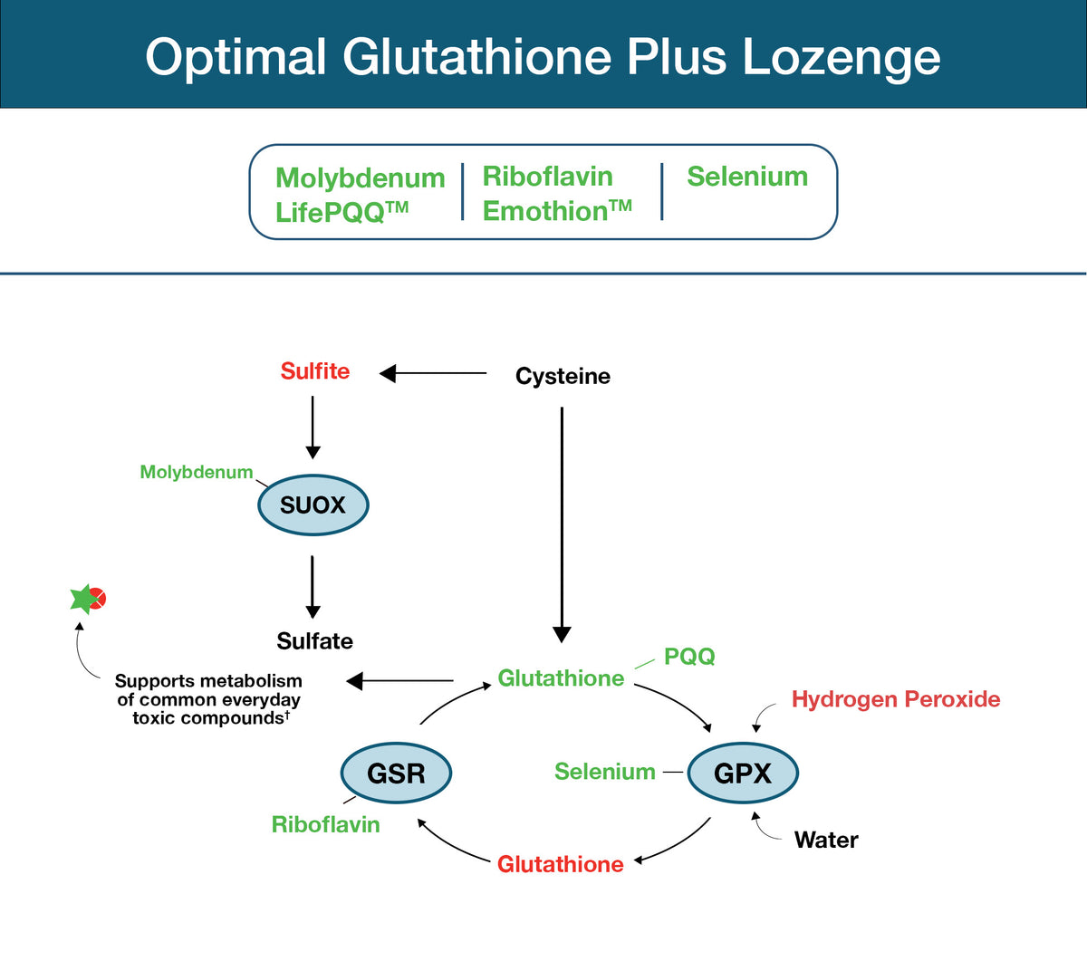 Optimal Glutathione Plus Lozenges — Seeking Health