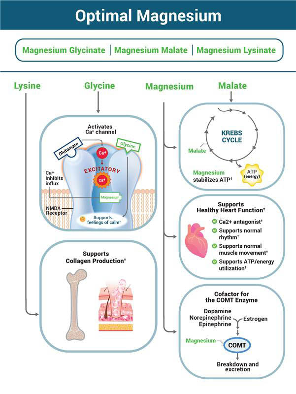 Optimal Magnesium | | SeekingHealth