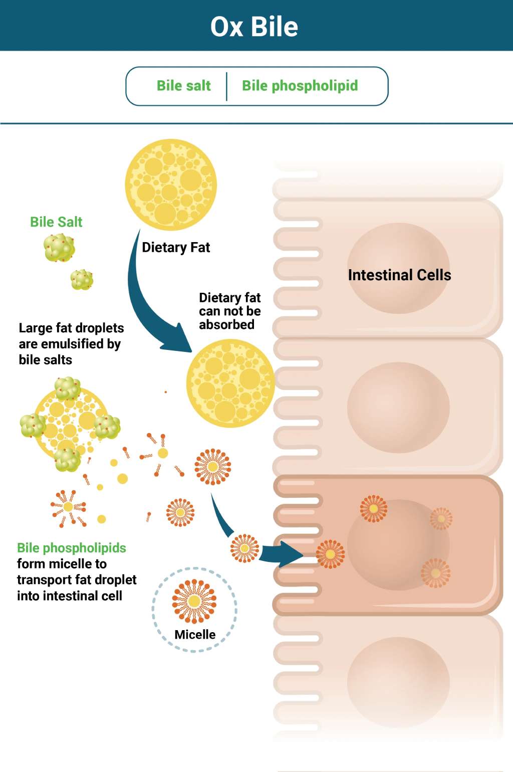 Ox Bile 125 - BOGO | | SeekingHealth