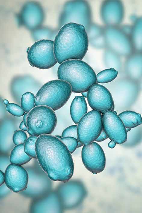 Saccharomyces Boulardii | | SeekingHealth
