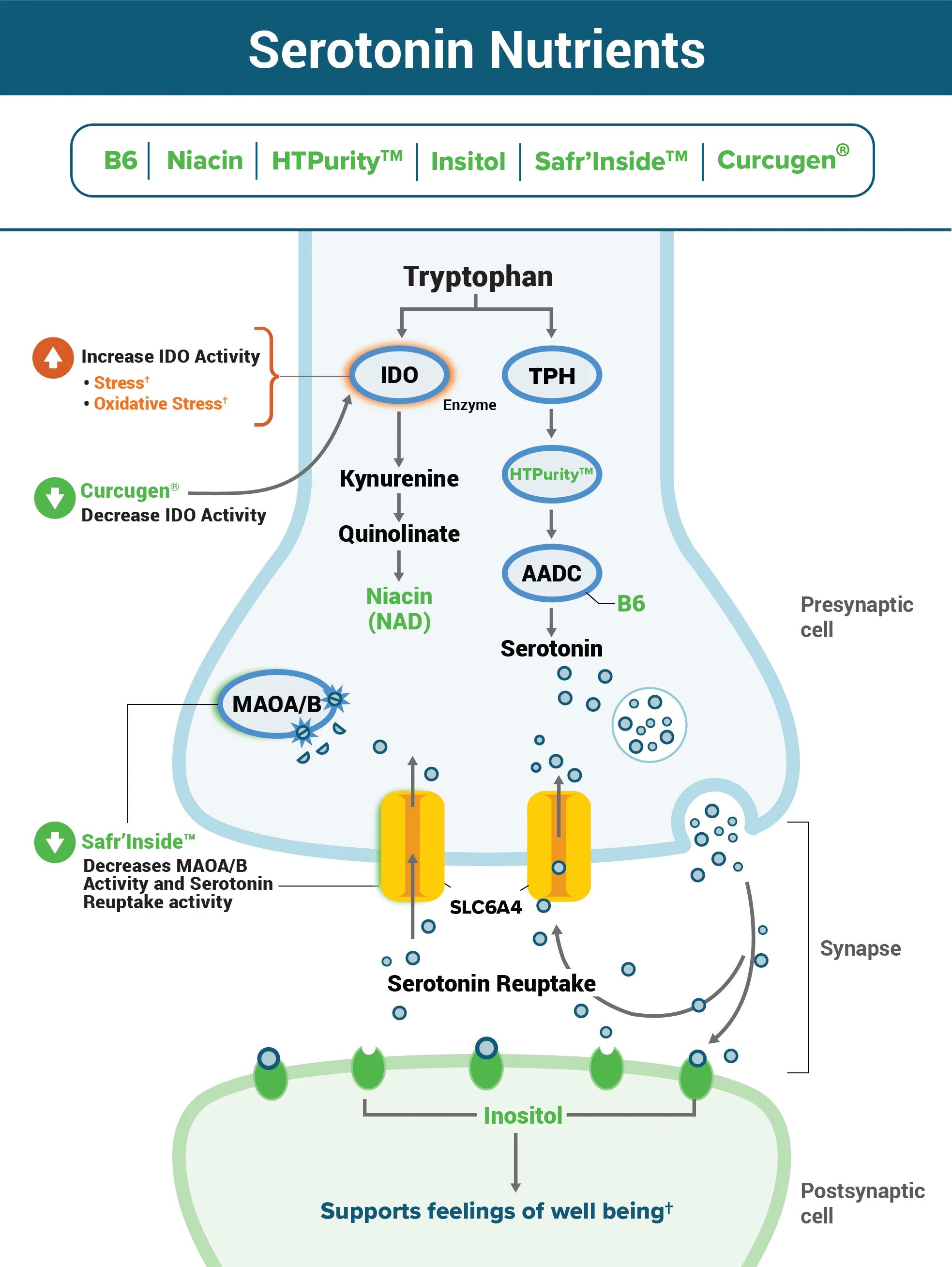Serotonin Nutrients | | SeekingHealth