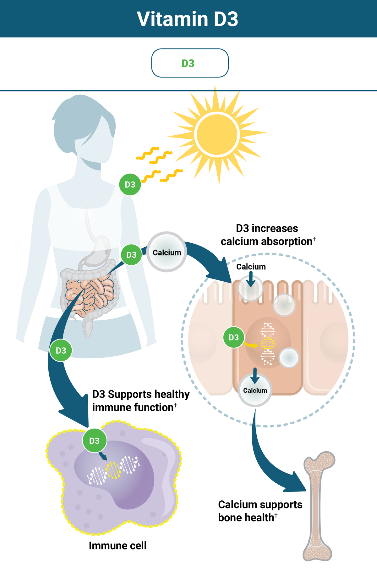 Vitamin D3 Drops | | SeekingHealth