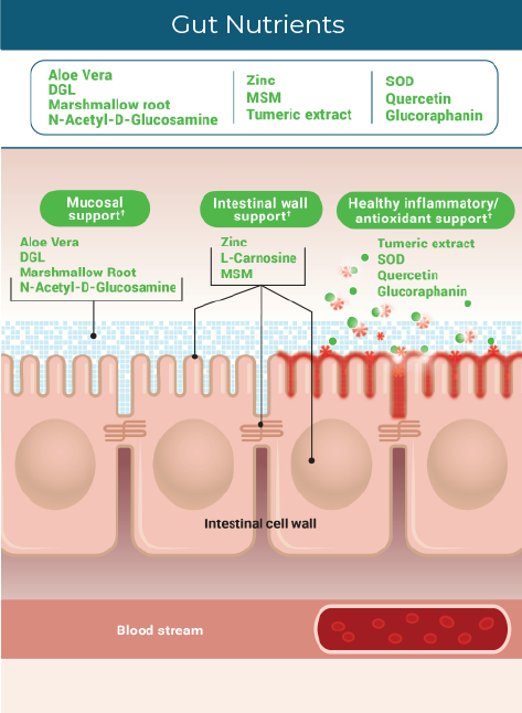 Gut Nutrients | | SeekingHealth