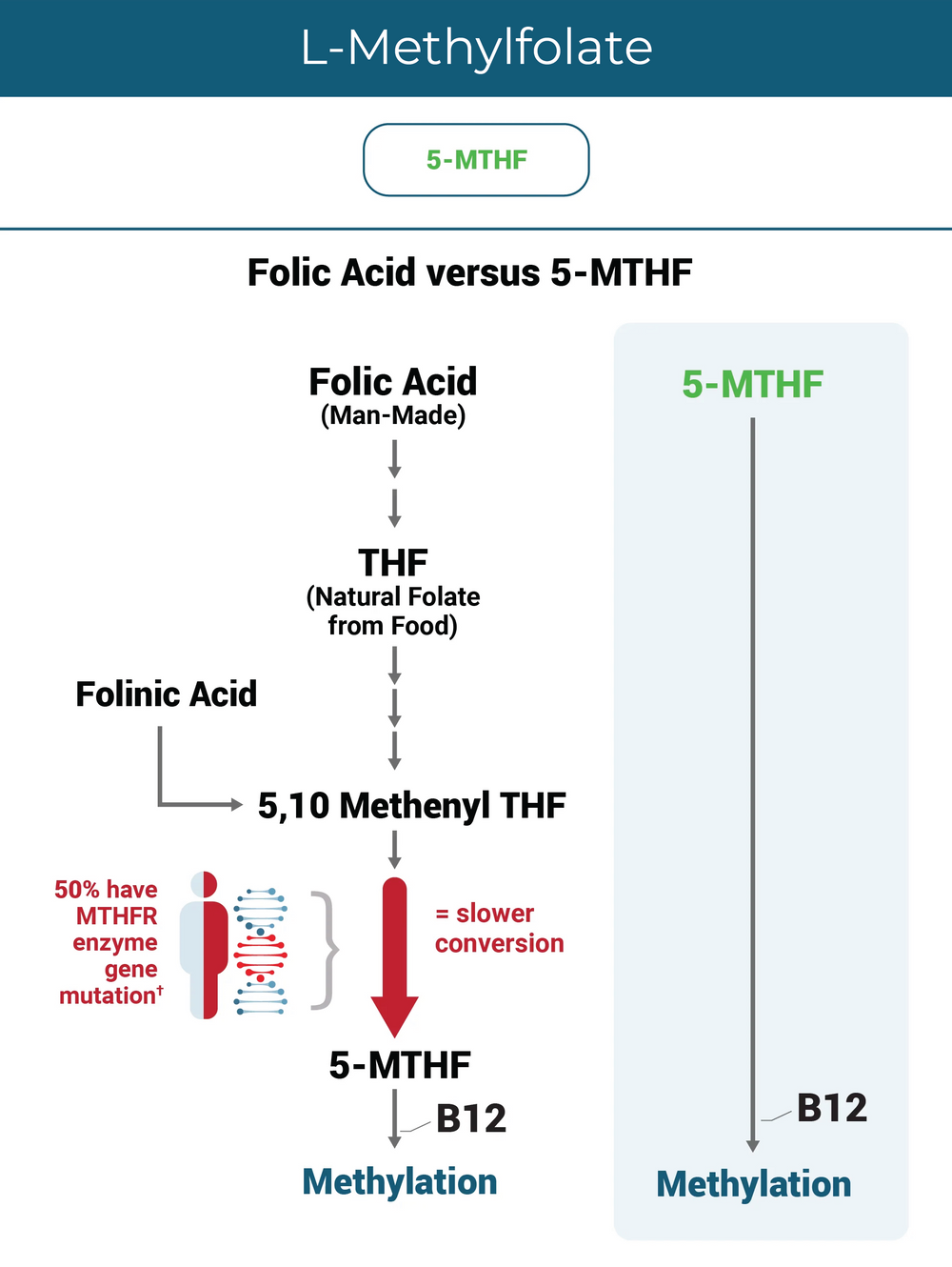 L-Methylfolate | | SeekingHealth