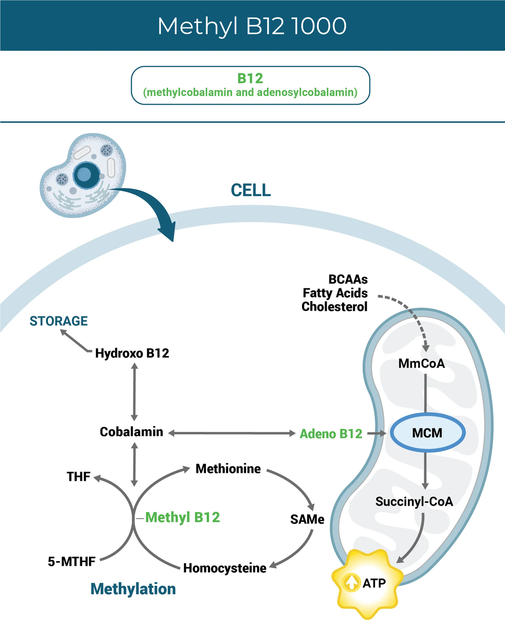 Methyl B12 1000 | | SeekingHealth