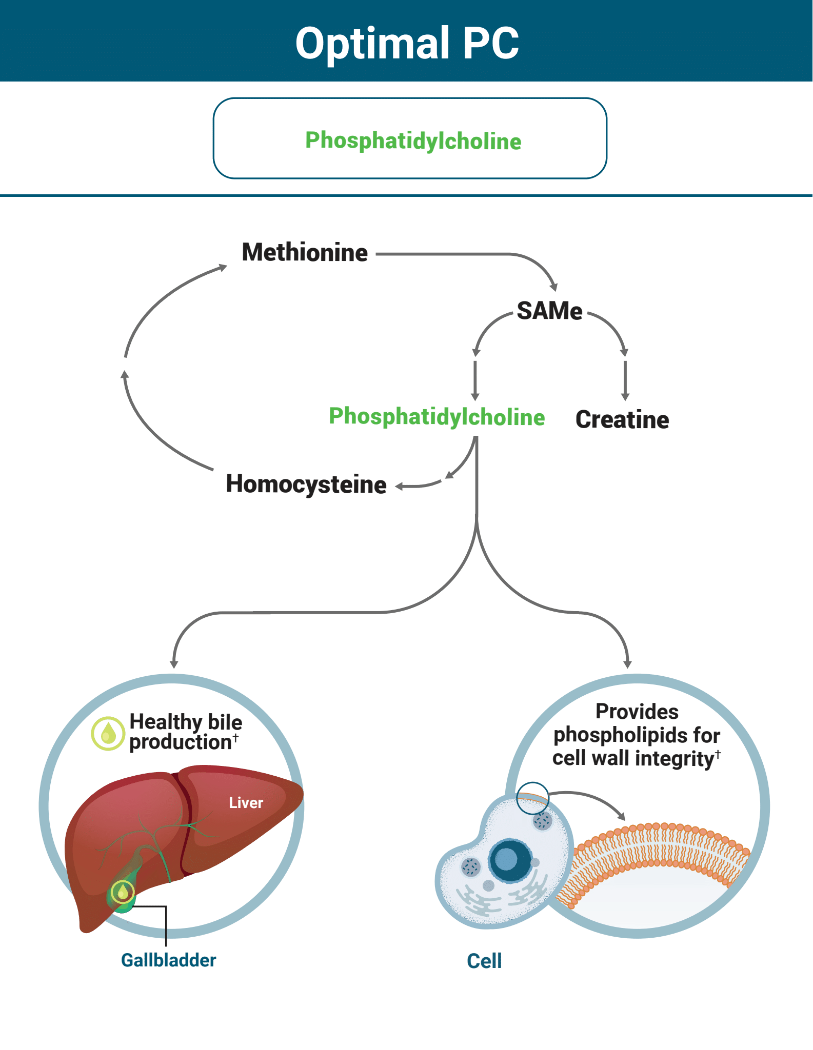 Optimal PC | | SeekingHealth